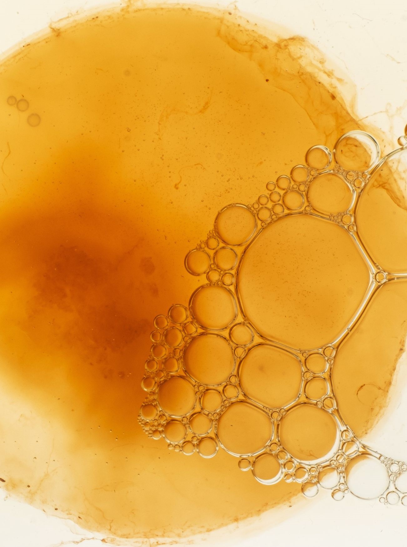 Home | Boston Bioprocess